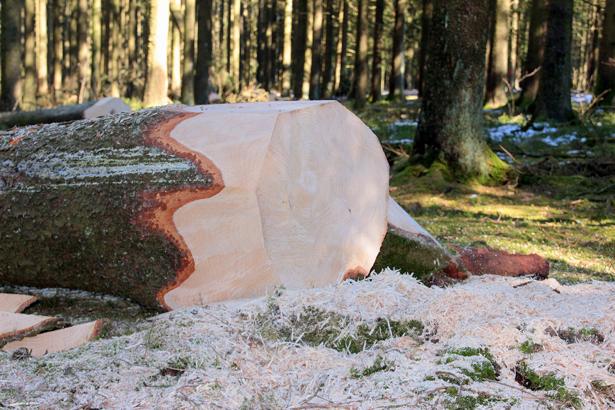 Fűrészáru - a lucfenyő