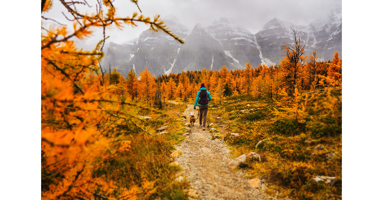 Fűrészáru - a vörösfenyő